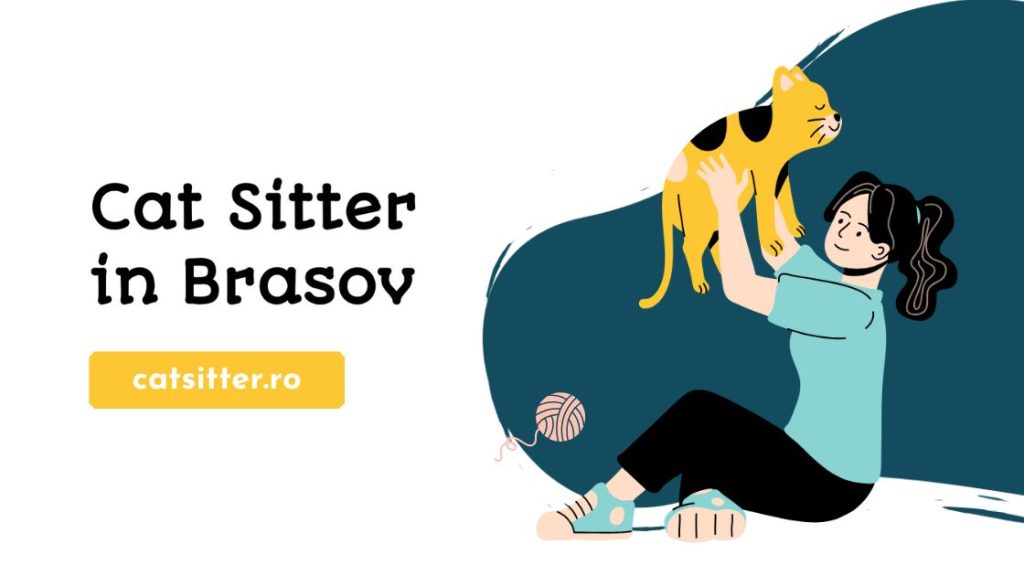 Cat Sitting Services | Cat Sitter Brasov